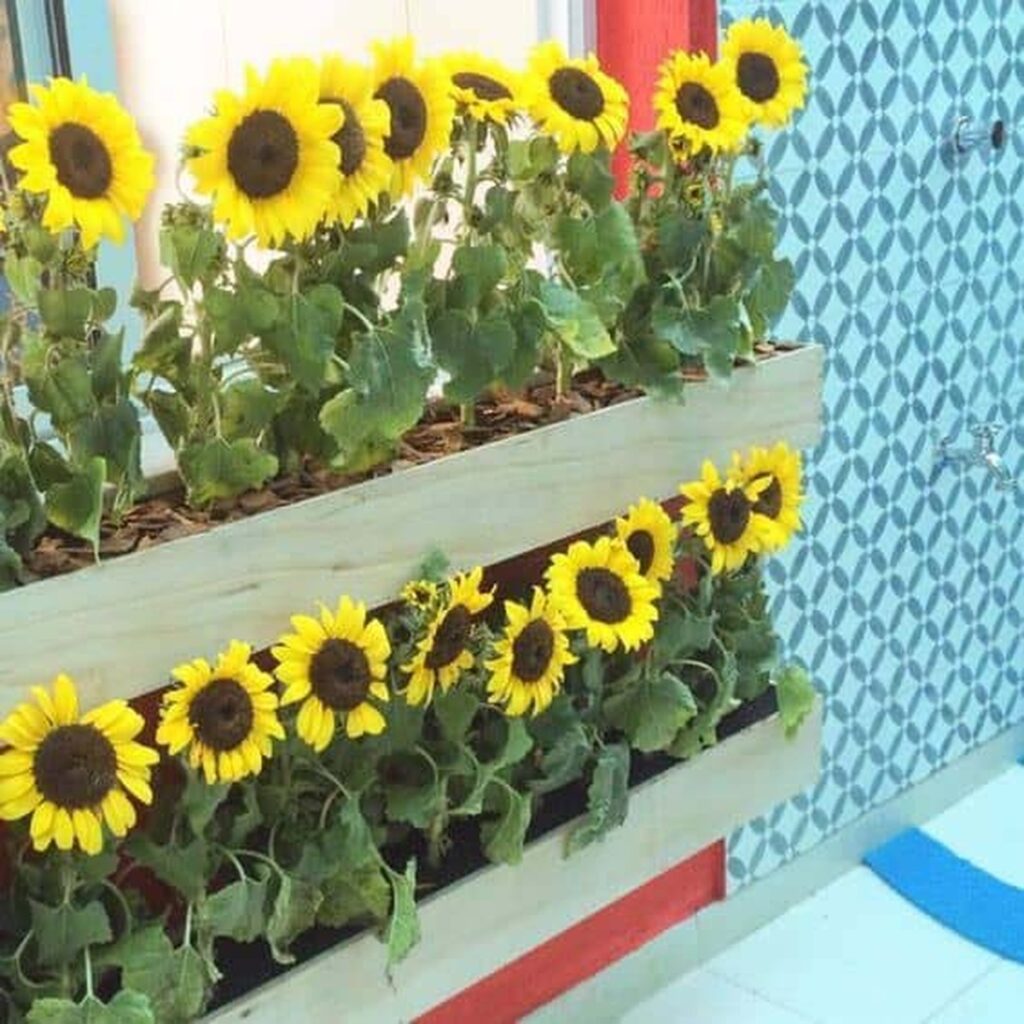 36 Radiant Sunflower Garden Ideas for Sunshine Spaces - Archeworks